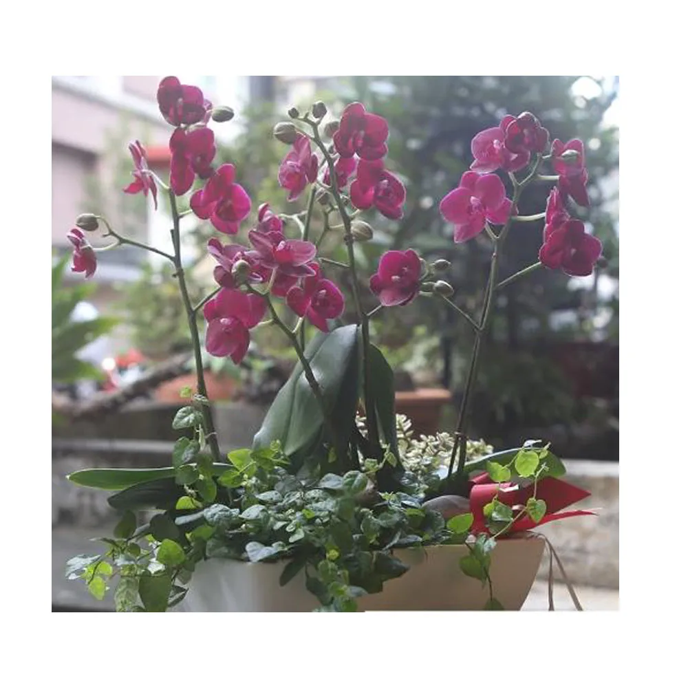 【ann flora】蝴蝶蘭盆栽(主花為小品蝴蝶蘭加小盆栽) - momo購物網 - 好評推薦 -2026年5月